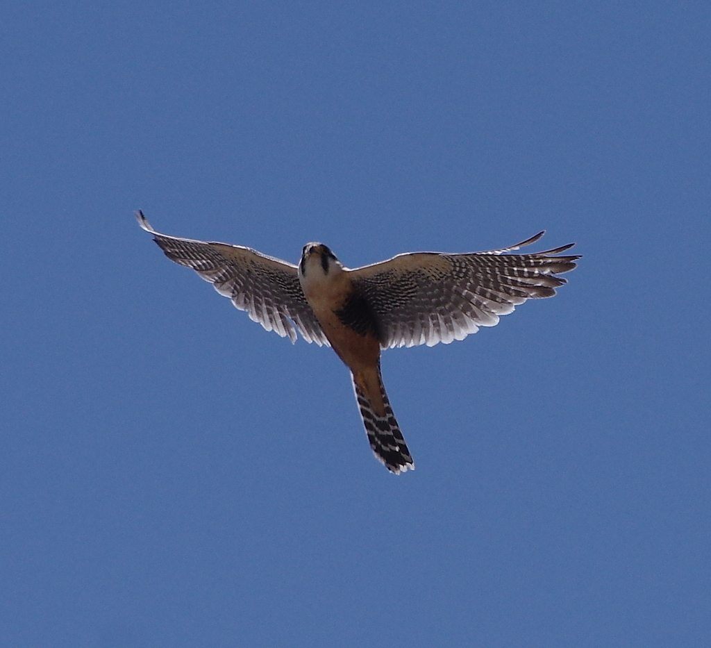 Aplomado Falcon from Epispacha, Queb Luco, Parinacota, Arica y ...