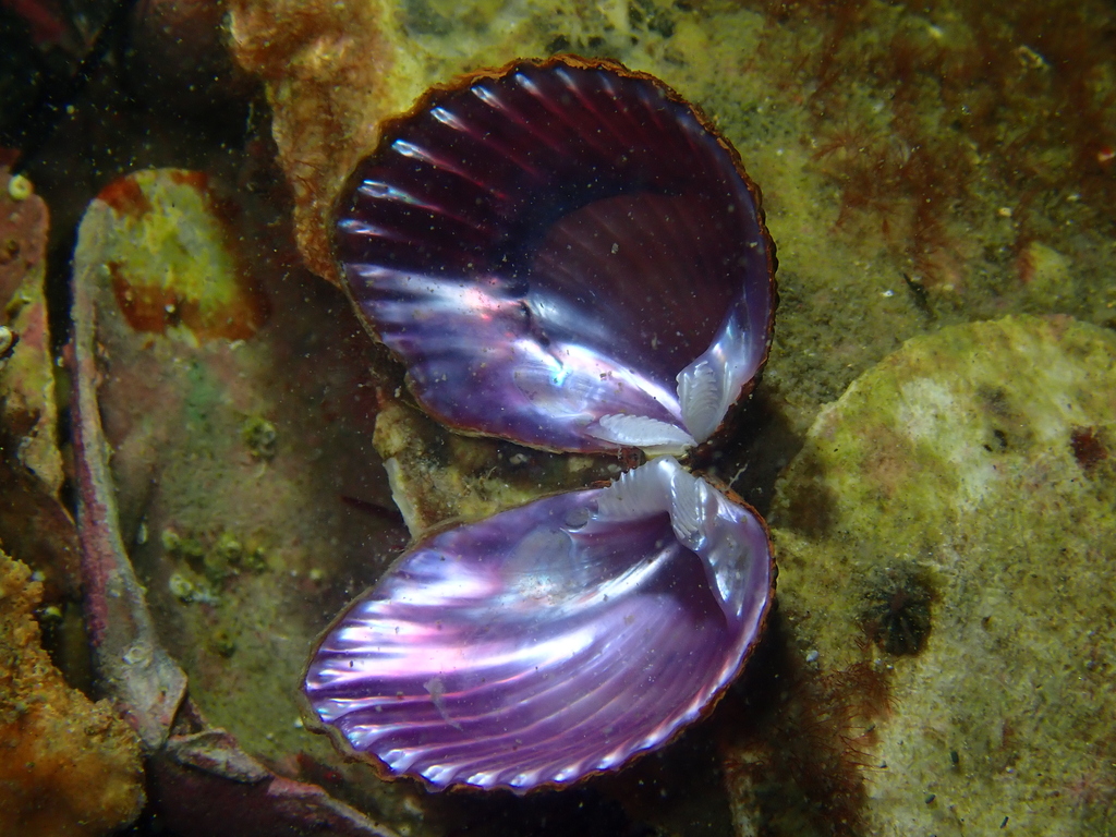 Southern Brooch Shell from Melbourne VIC, Australia on April 03, 2024 ...
