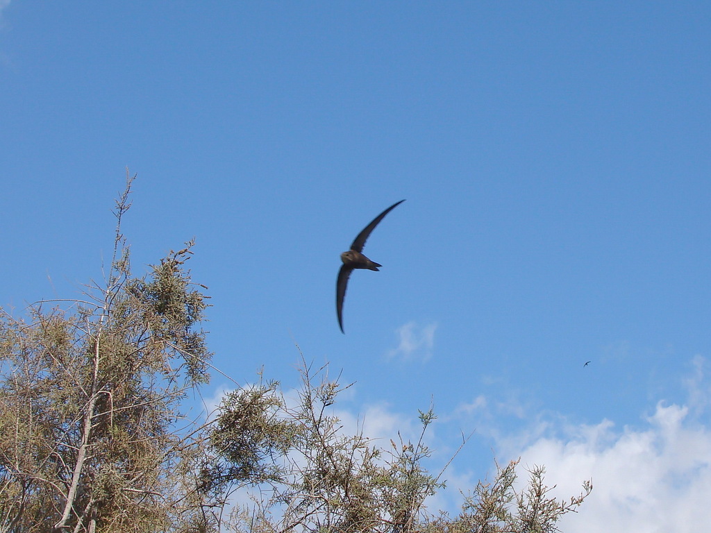 Plain Swift from Плайя дель Инглес, 35100 Маспаломас, Лас-Пальмас, Испания on January 26, 2012 ...