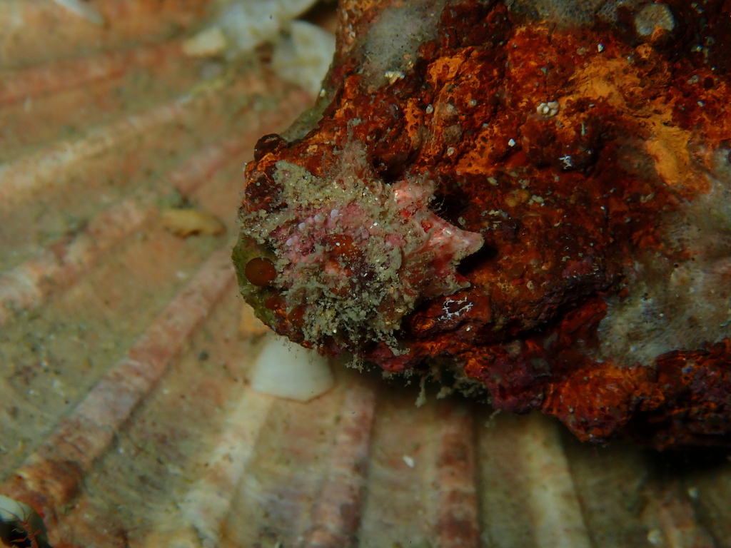 scaly small star from Hurricane Wreck on April 4, 2024 at 08:47 AM by ...