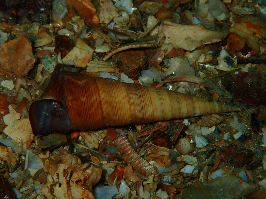 Turret Shell from Hurricane Wreck on April 4, 2024 at 08:47 AM by Nick ...