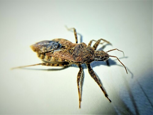 Observations by agapakisgeorgios · iNaturalist