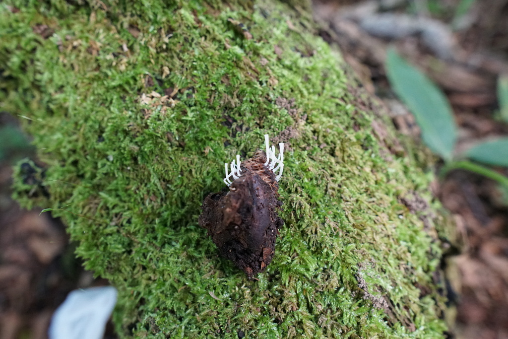 antler and spindle fungi in September 2023 by Masaki Hamaguchi ...