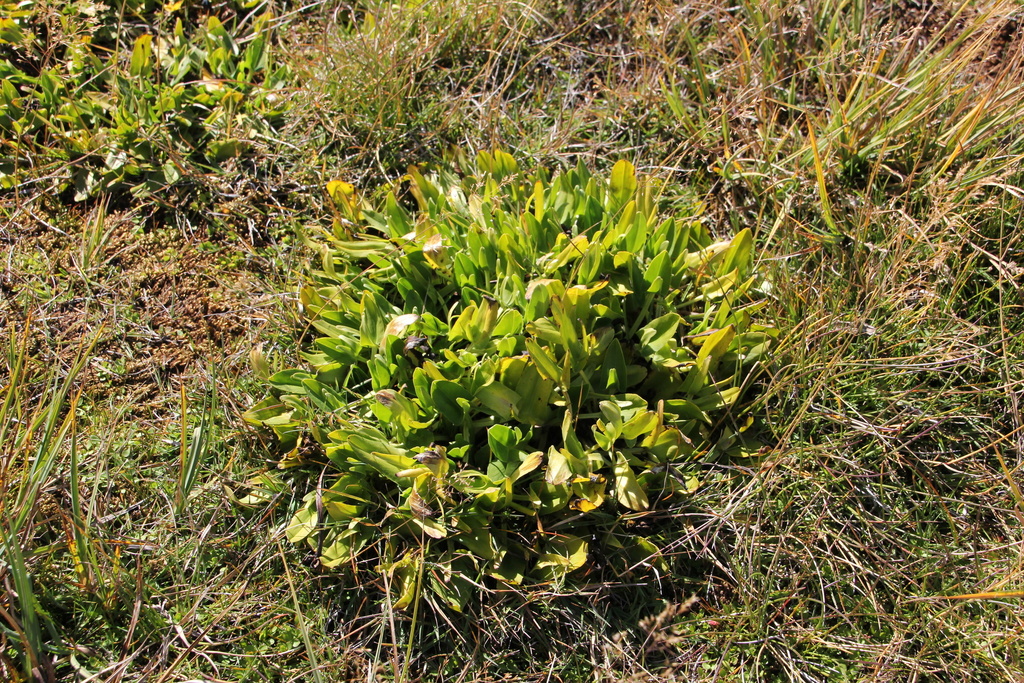 alpine marsh-marigold from Hotham Heights, VIC, AU on March 30, 2024 at ...