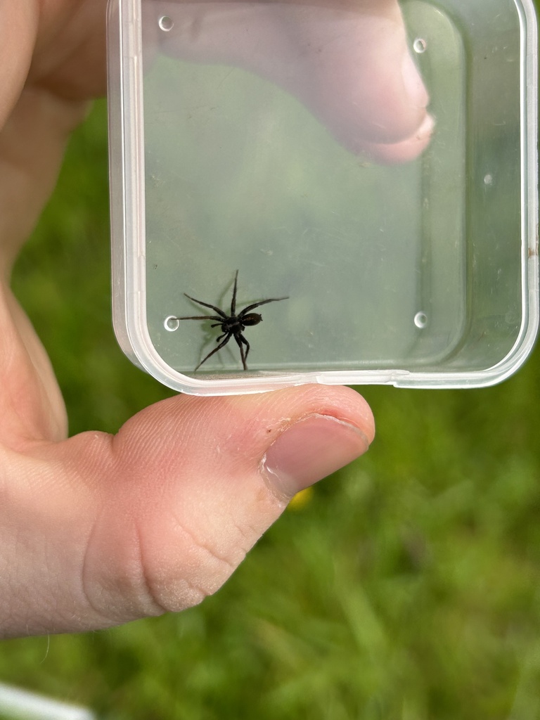 White-banded Fox Spider from Route Etxaporda, Saint-Michel, Nouvelle ...