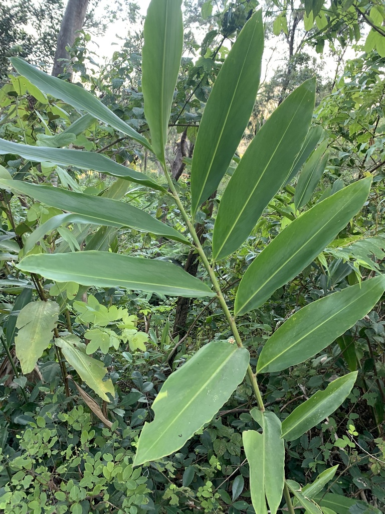 Native Ginger from Pilbeam Dr, Mount Archer, QLD, AU on March 30, 2024 ...