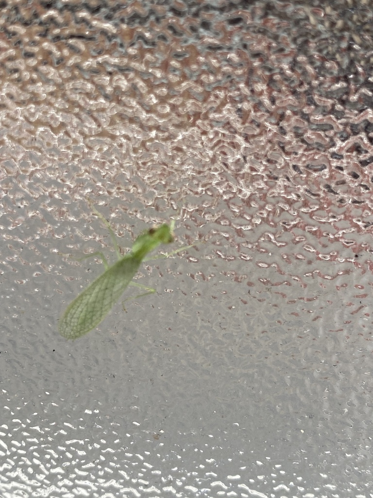 Snake Mantis from Maroubra Rd, Maroubra, NSW, AU on April 5, 2024 at 03 ...