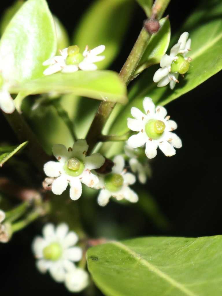 Large Gallberry from Catman Road, Orange Beach, AL, USA on April 3 ...