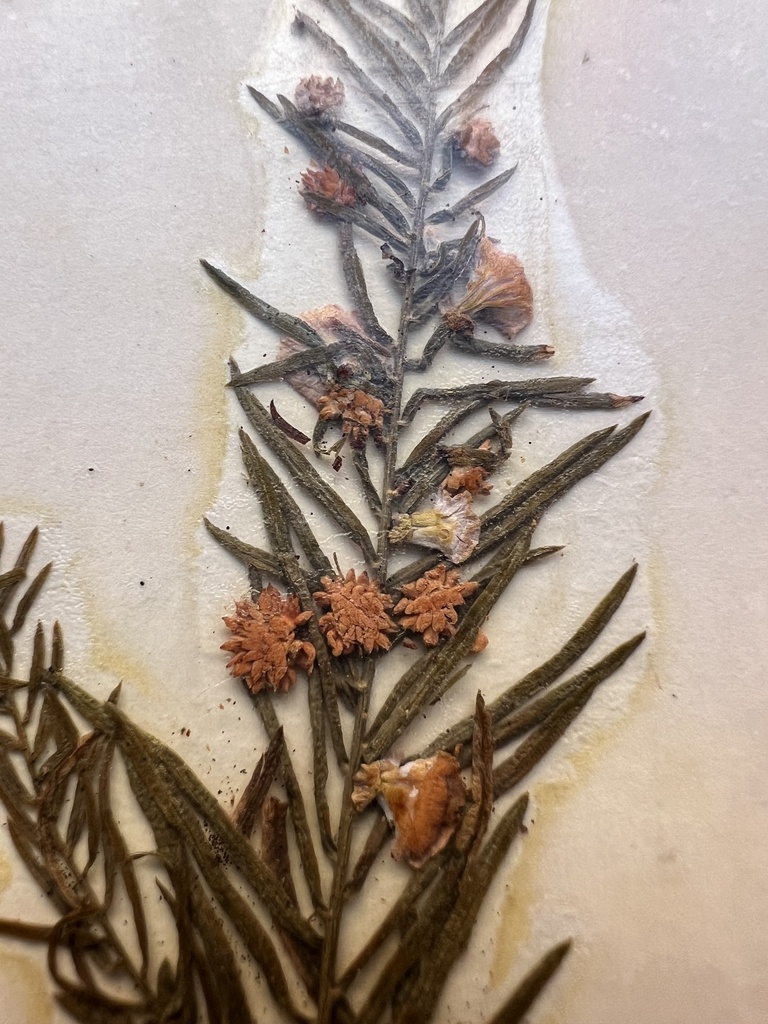 Cypress Flower Gall Midge from Snow Hill, MD, US on October 17, 1984 at ...