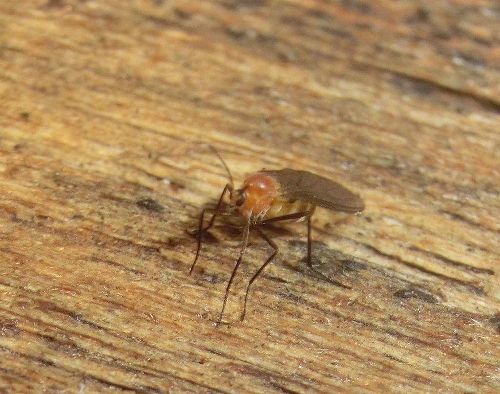 Gall Midges from 605台灣嘉義縣阿里山鄉 on April 2, 2024 at 08:08 PM by r88621108 ...