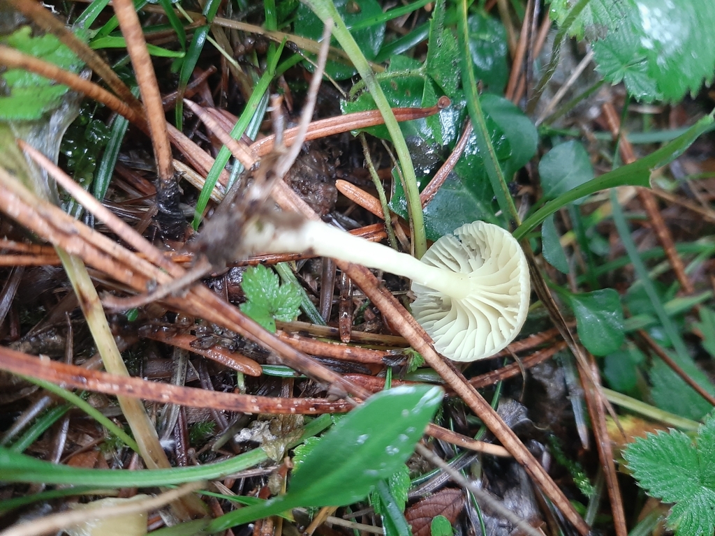 Common Gilled Mushrooms and Allies from Брезна, Србија on November 13 ...