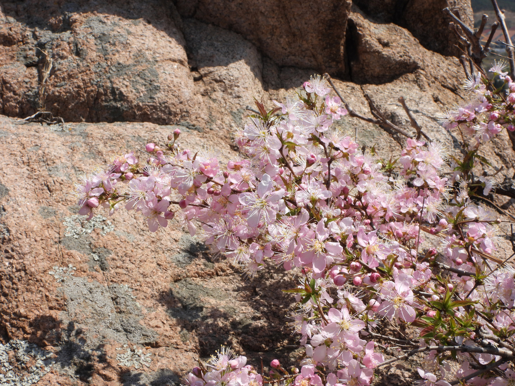 Japanese bush cherry from Laoshan District, Qingdao, Shandong, China on ...