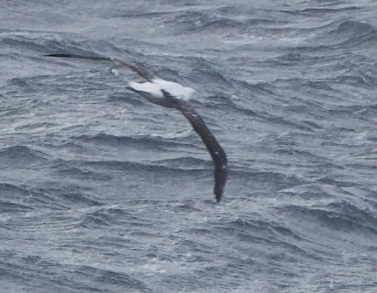 Albatrosses on March 13, 2024 at 12:49 PM by Darrell Parsons · iNaturalist
