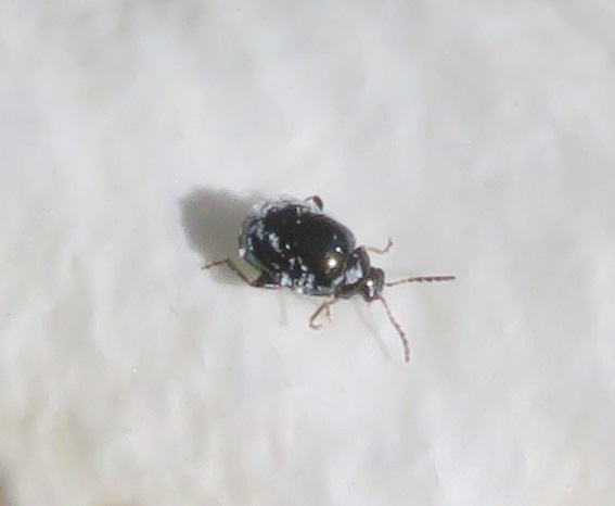 Nonarthra from 605台灣嘉義縣阿里山鄉 on April 3, 2024 at 08:26 AM by r88621108 ...