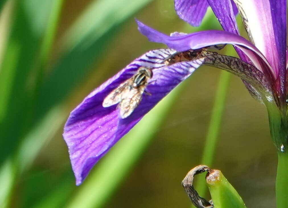 Long-nosed Swamp Fly from Holland Marsh, Bradford West Gwillimbury, ON ...