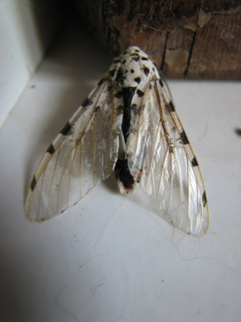 Hypercompe from Cerro de la Cruz, 63720 La Peñita de Jaltemba, Nay ...