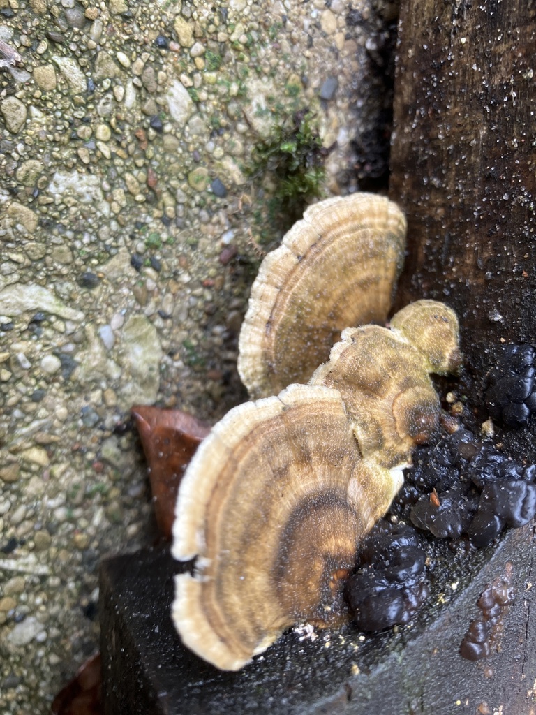 Trametes in April 2024 by lilphoebe. Turkey tail or a different ...