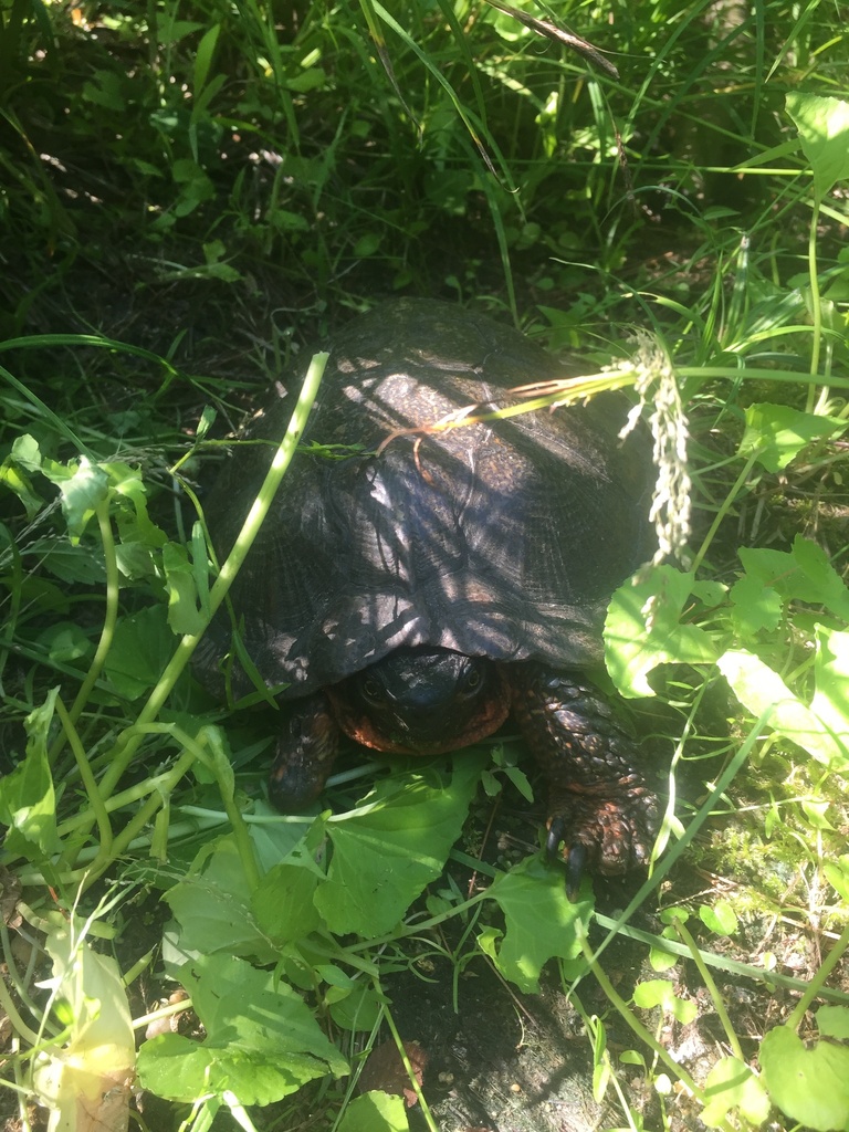 Wood Turtle in June 2020 by ryanwilliams27 · iNaturalist