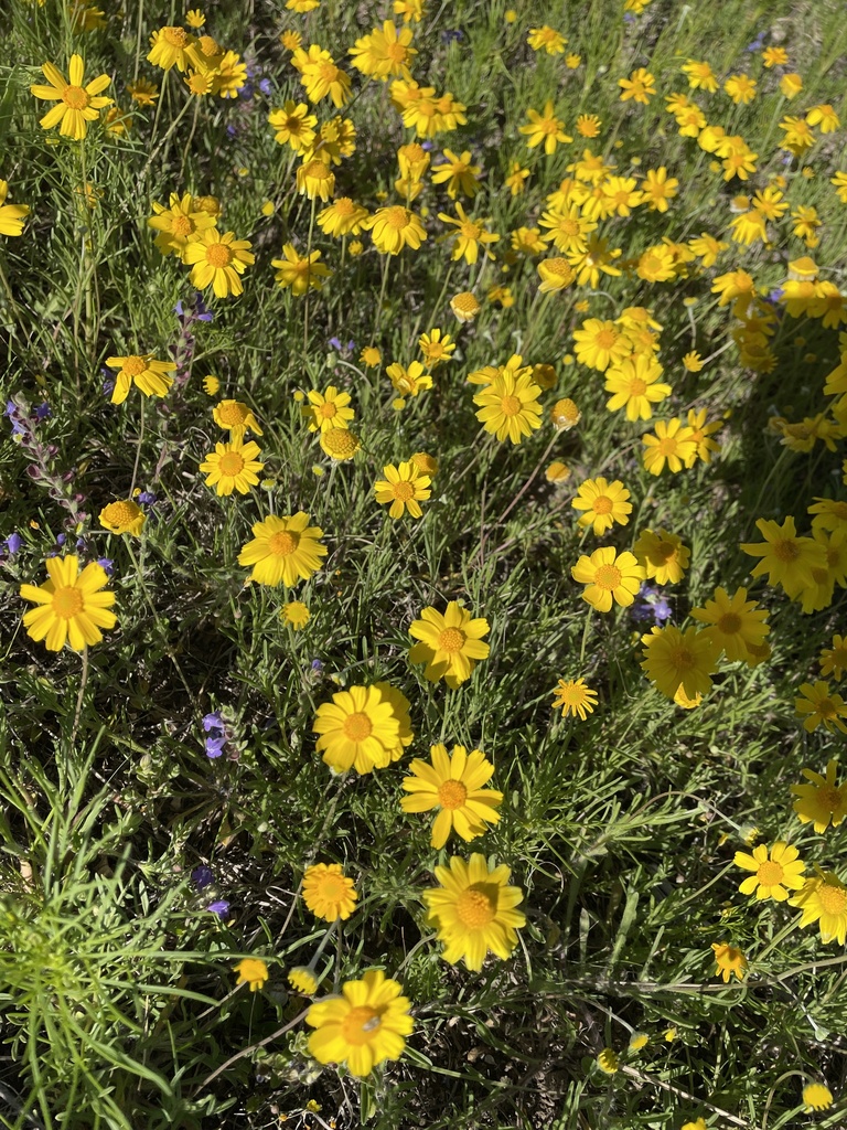 Four-nerved Daisies from US-83, Junction, TX, US on April 5, 2024 at 09 ...