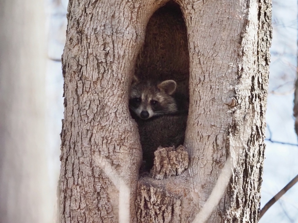 Common Raccoon from Logan, Ann Arbor, MI 48105, USA on April 1, 2024 at ...