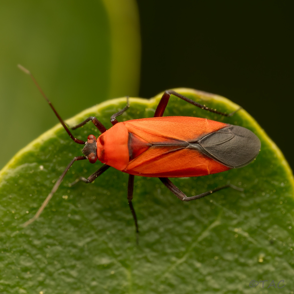 Mountain Laurel Scarlet Mirid from Long Canyon, Austin, TX 78730, USA ...