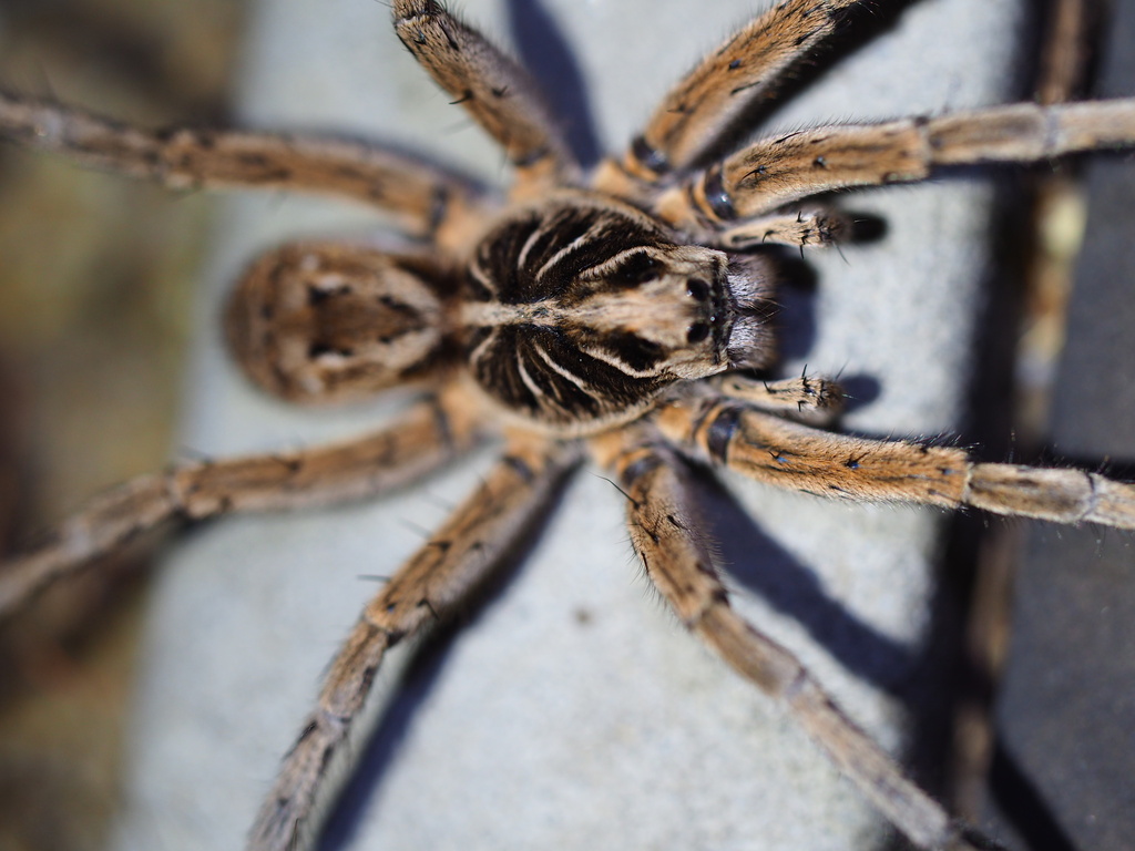Union-Jack Wolf Spiders from Armadale WA 6112, Australia on April 5 ...