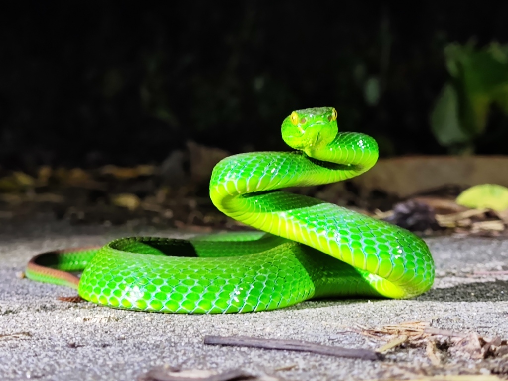 Nabang Pitviper from 中国德宏傣族景颇族自治州盈江县中国犀鸟谷 邮政编码: 679312 on October 4 ...