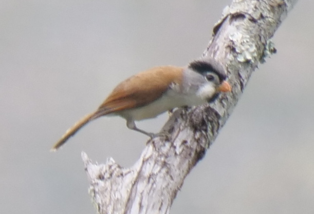 Gray-headed Parrotbill from Ledong Li Autonomous County, Hainan, China ...