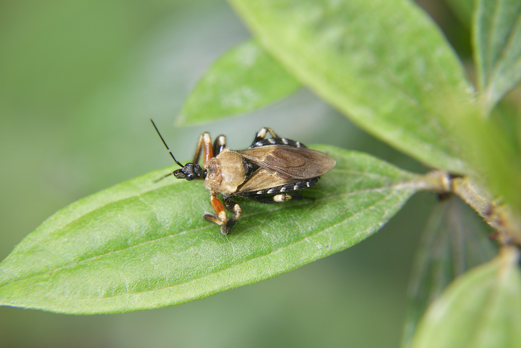 Bee Assassins from Ibagué, Tolima, Colombia on April 4, 2024 at 02:55 ...