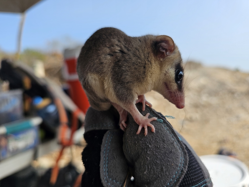 Yucatán Gray Mouse Opossum from Siglo XXI, 24073 San Francisco de ...