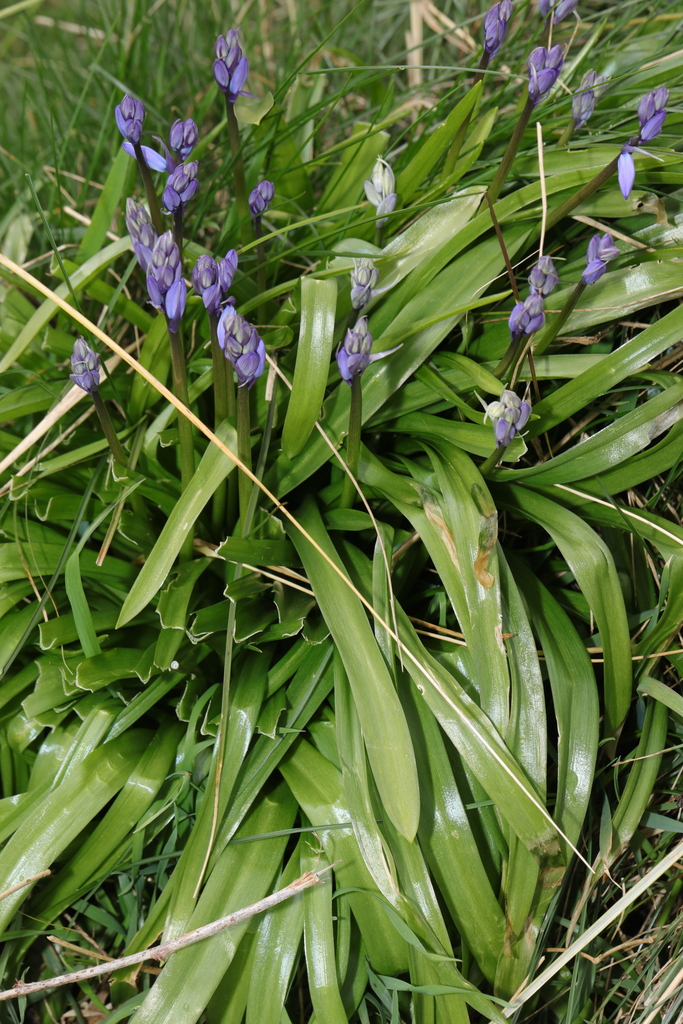 Hybrid bluebell from Hightown Dune area, Blundell Road, Hightown ...