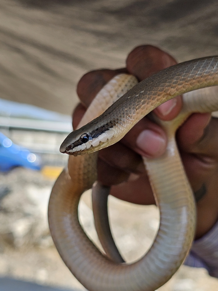 Conophis lineatus concolor from Siglo XXI, 24073 San Francisco de ...