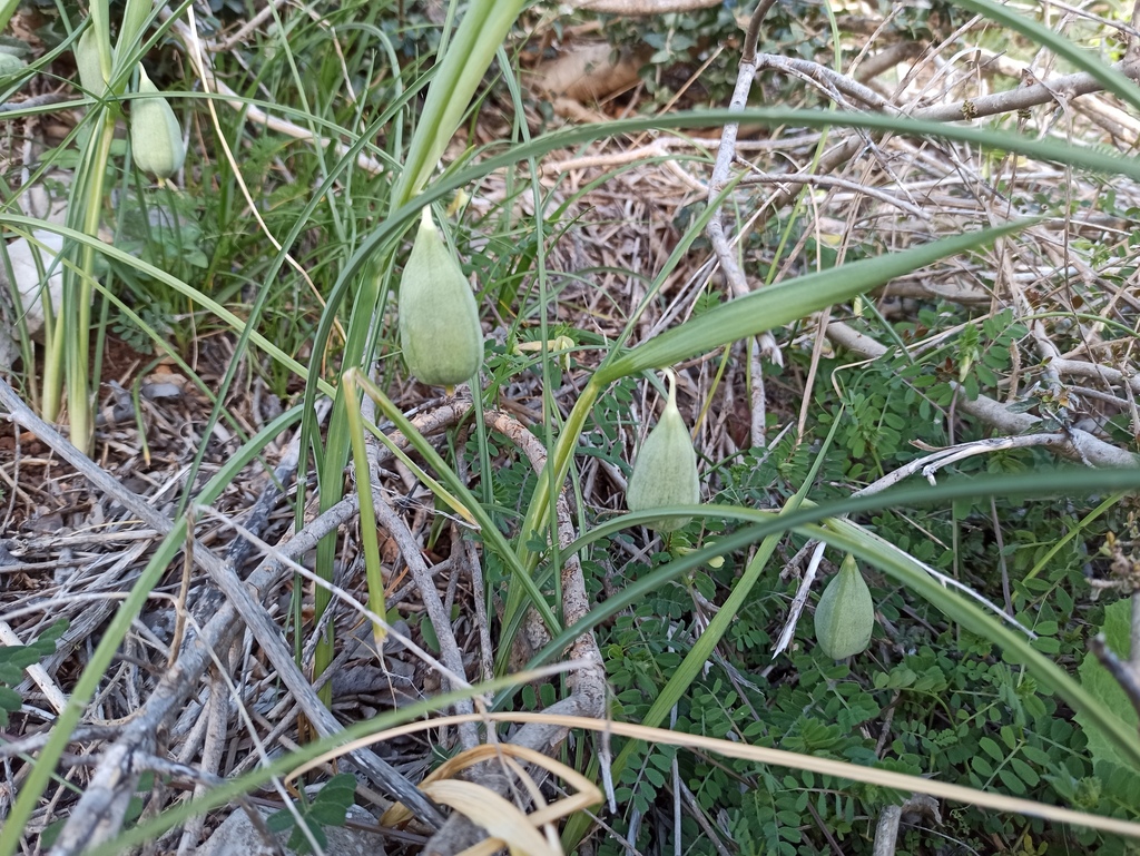 Snake's-head Iris from Добра Вода, Црна Гора on April 5, 2024 at 06:19 ...