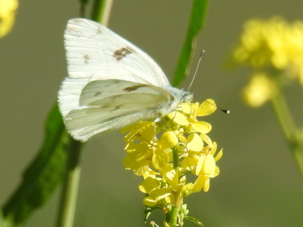 Checkered White from Fort Worth, TX, USA on April 5, 2024 at 09:34 AM ...