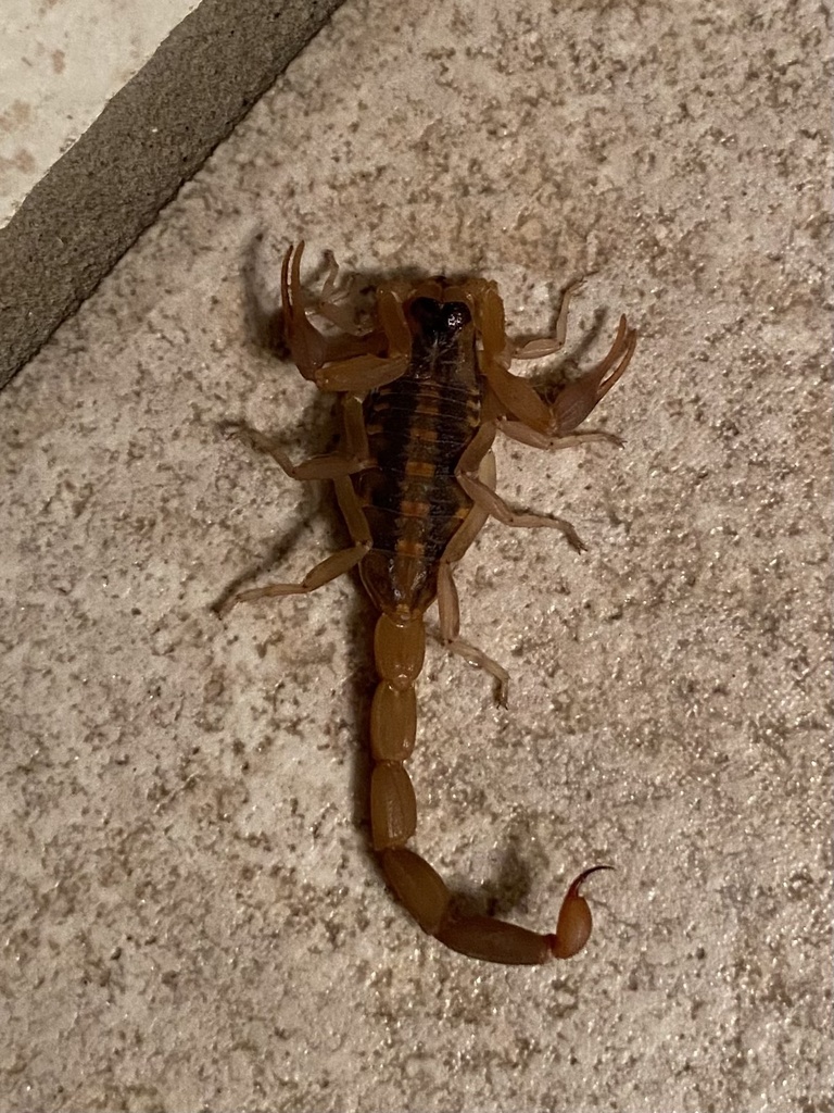 Striped Bark Scorpion from Texas Trace, Montgomery, TX, US on April 4 ...
