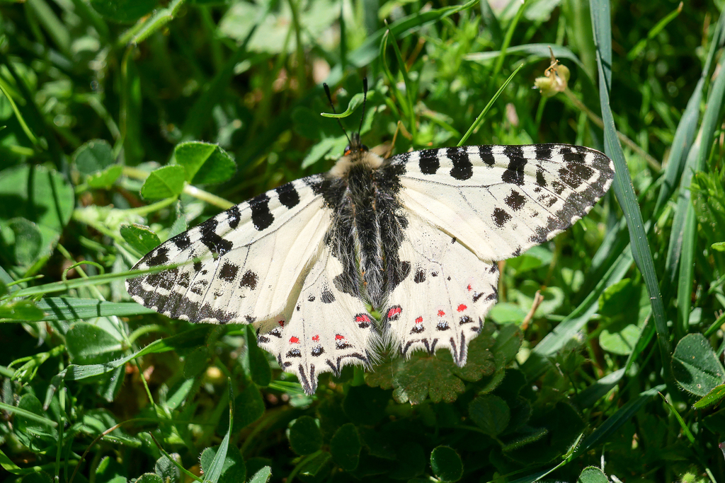 Eastern Festoon from North Aegean Region, Griechenland on April 5, 2024 ...