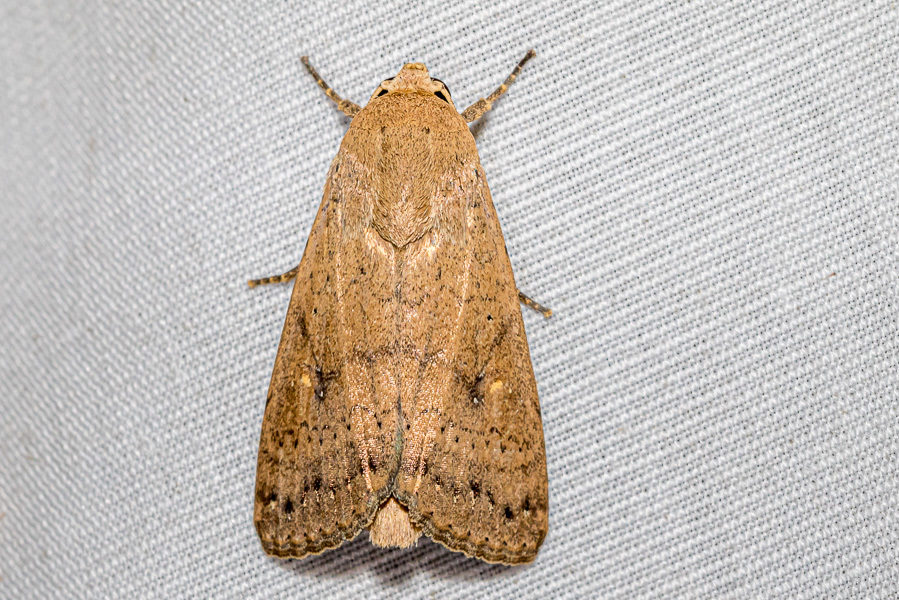 Athetis lineosa from Kaeng Krachan on March 24, 2024 at 06:53 PM by ...