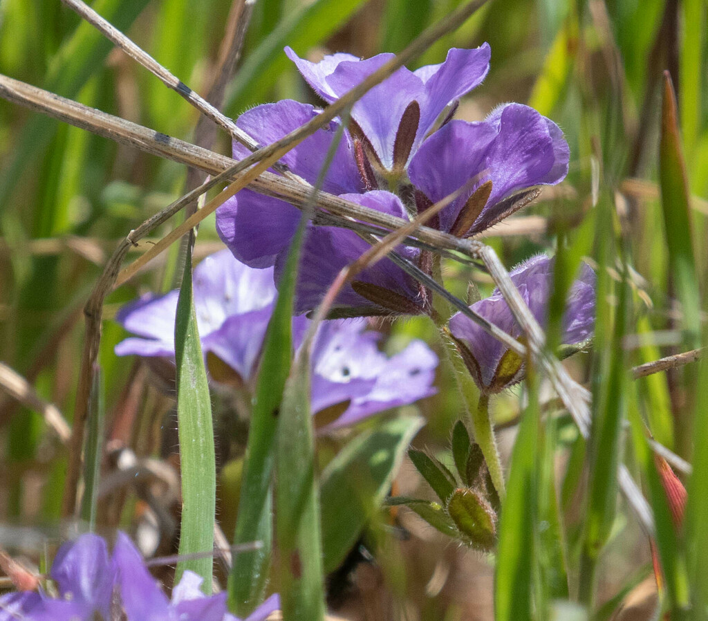 divaricate phacelia from Mount Diablo State Park, Contra Costa County ...