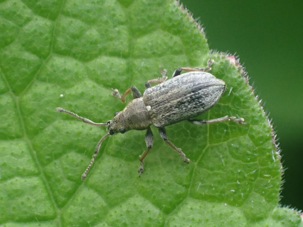 Common Leaf Weevil from West Street (Stop M), Bromley BR1 1PA, UK on ...
