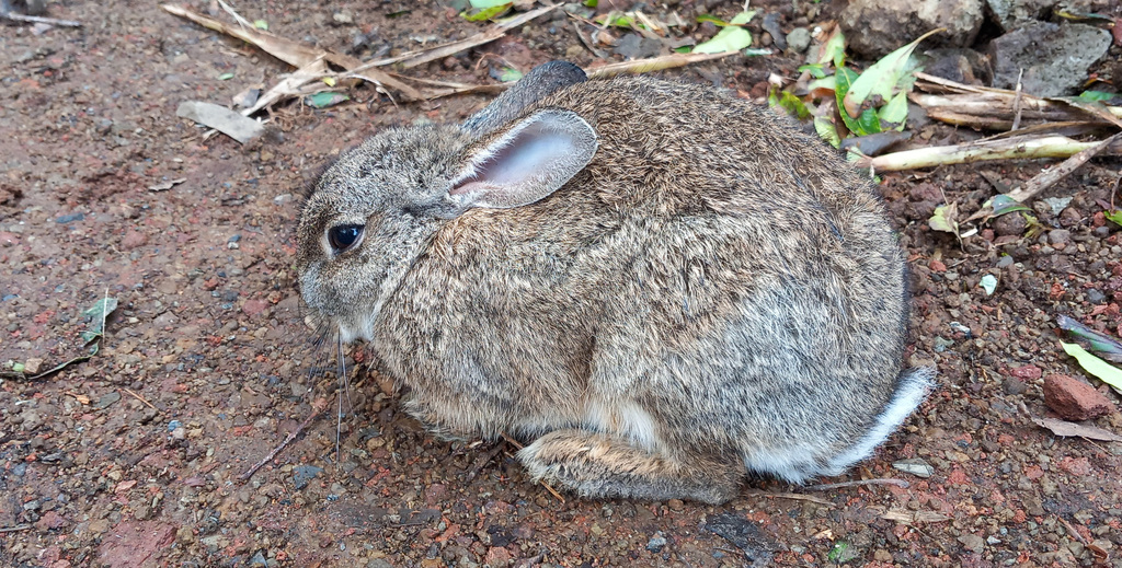 European Rabbit from 9700 Serreta, Portugal on March 28, 2024 at 04:41 ...