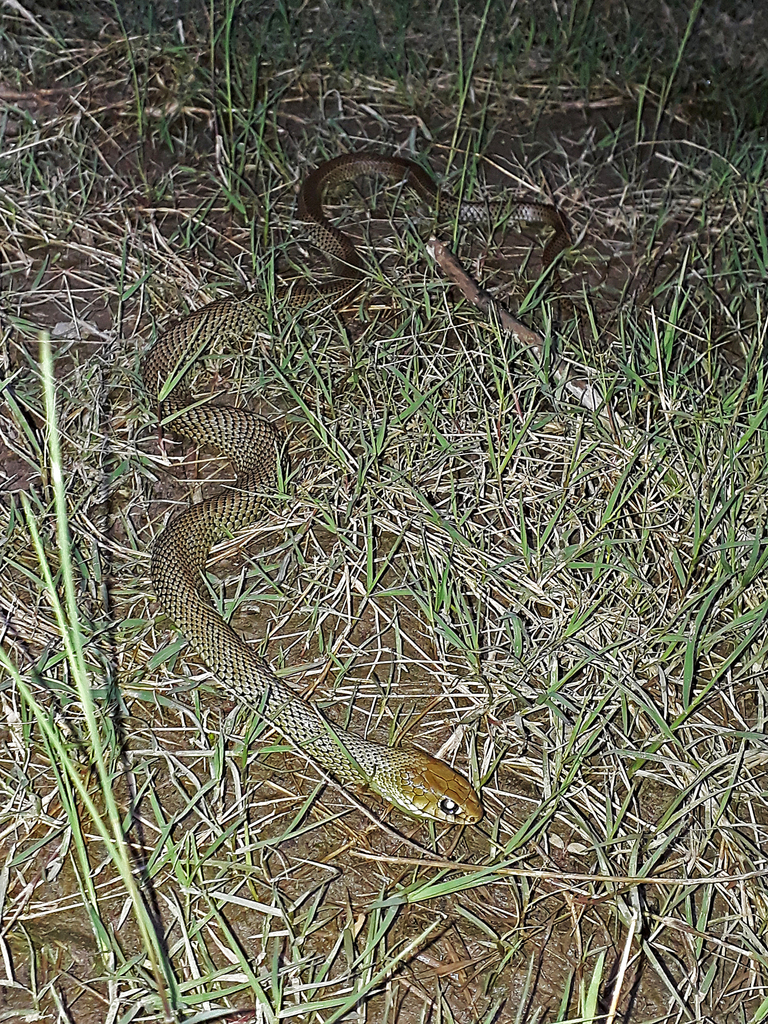 Patagonian Racer from Gral Obligado, Santa Fe, Argentina on January 3 ...