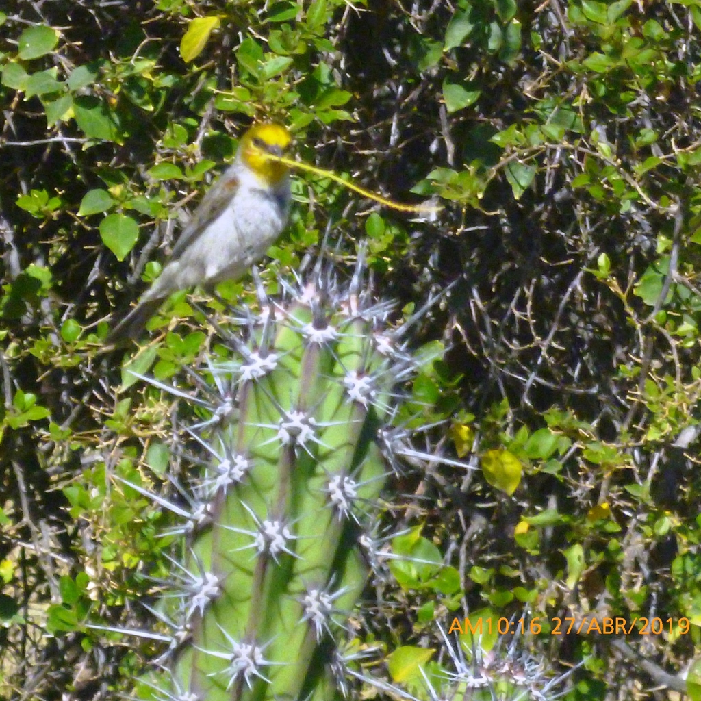 Verdin from San Ignacio, B.C.S., México on April 27, 2019 at 10:16 AM ...