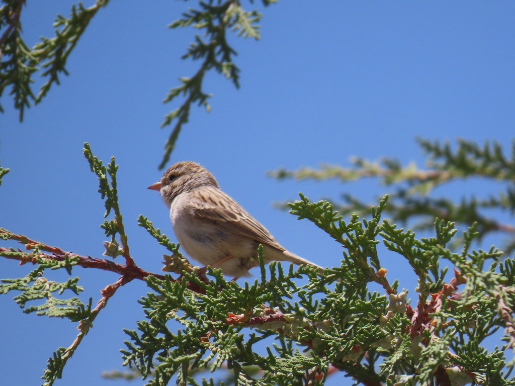 Brewer's Sparrow from Manzana 020, 50754 San Cristóbal de los Baños ...