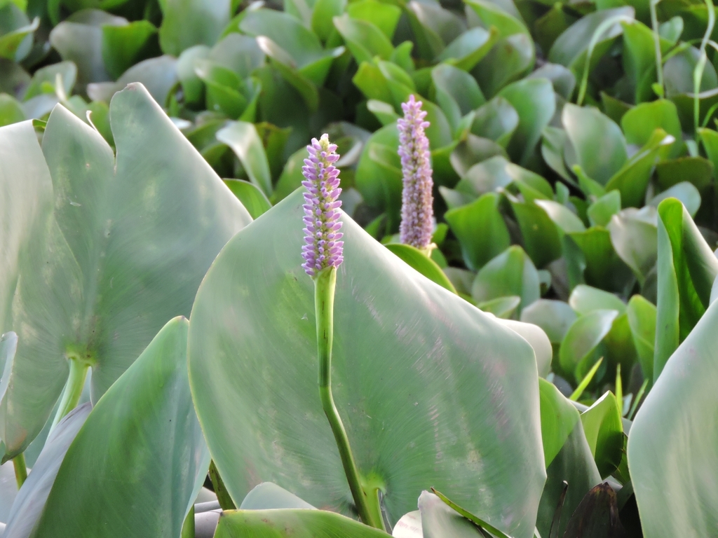 (Pontederiaceae) - Botanical Realm