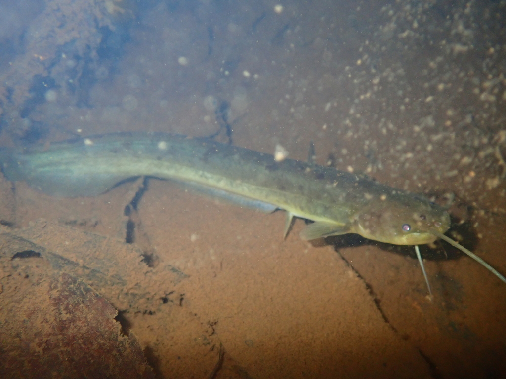 Pterocryptis anomala in April 2024 by C.H.Leung · iNaturalist