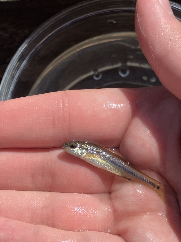 Bluntnose Minnow from W Minnehaha Pkwy, Minneapolis, MN, US on April 5 ...