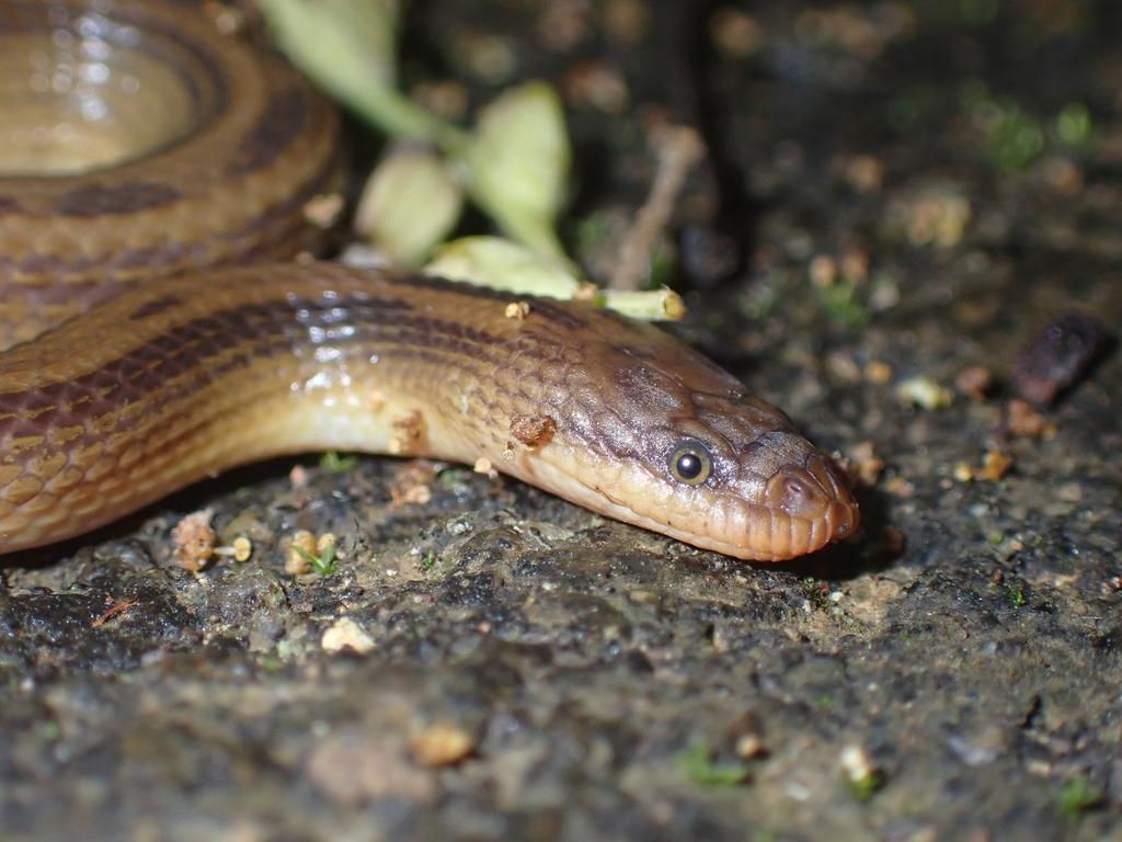Striped Stream Snake in April 2024 by Leung Cho Hey · iNaturalist