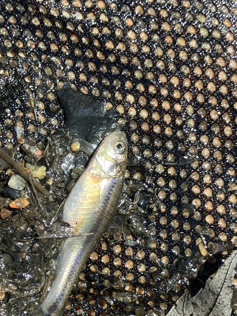 Fathead Minnow from W Minnehaha Pkwy, Minneapolis, MN, US on April 5 ...