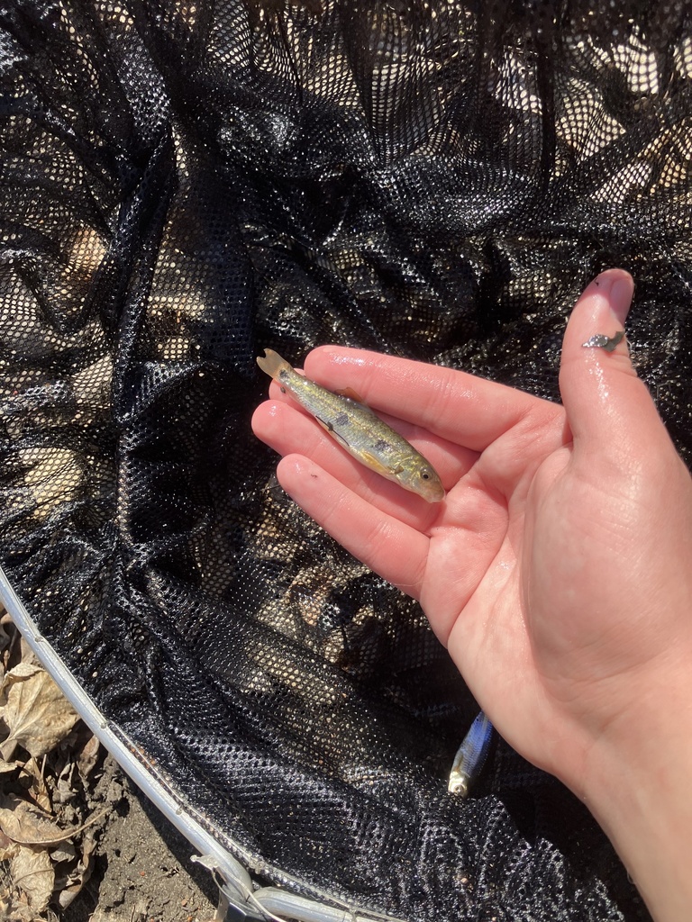 White Sucker from W Minnehaha Pkwy, Minneapolis, MN, US on April 5 ...
