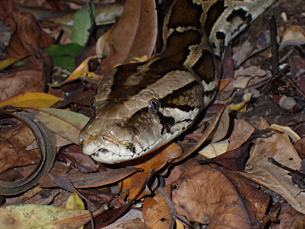 Burmese Python in April 2024 by oliver_lch · iNaturalist